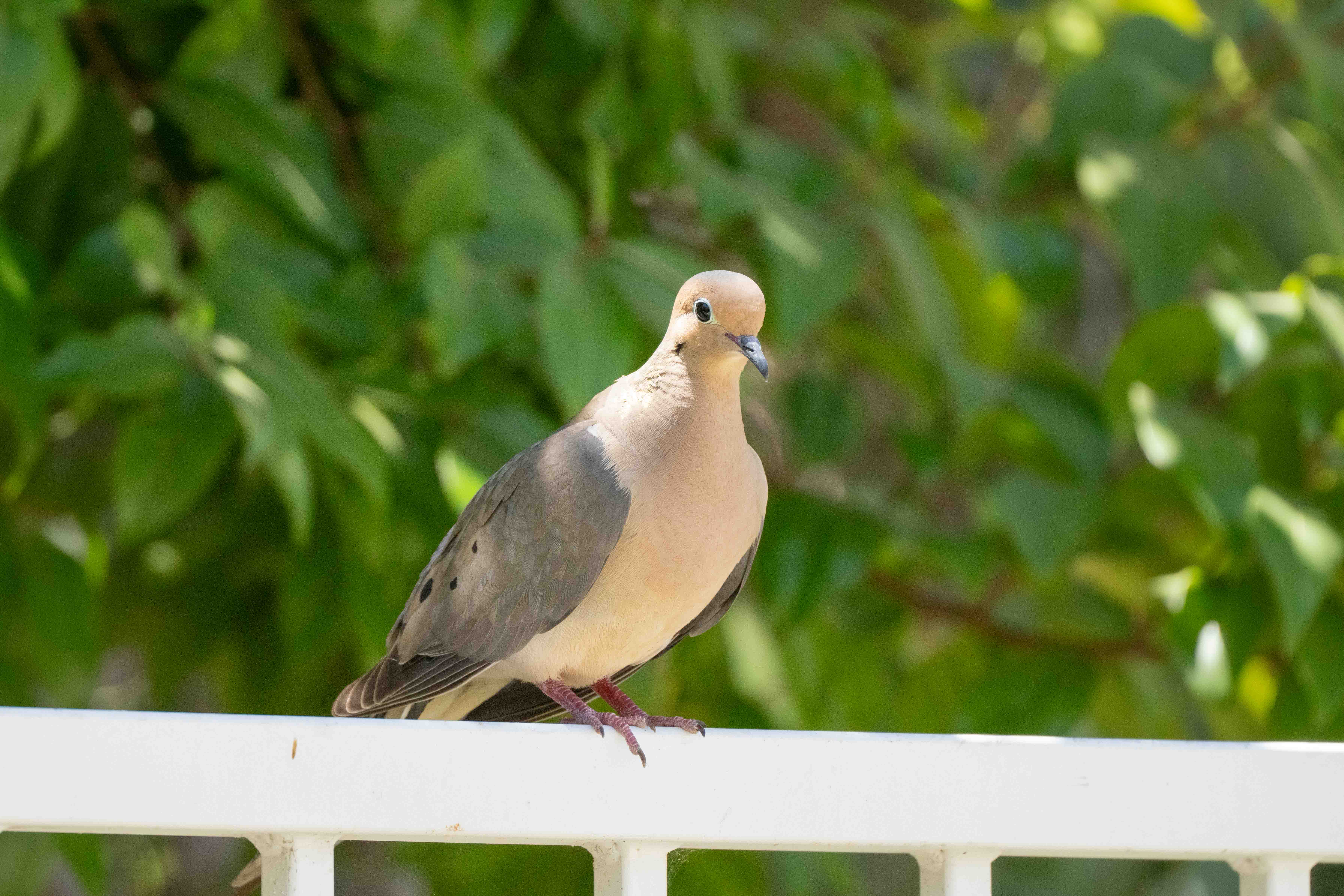 Pigeons and Doves – Wildlife & Astronomy Collection